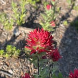 Barrett Spur via Vista Ridge and Wy'east Basin Trail, Oregon - 146 ...