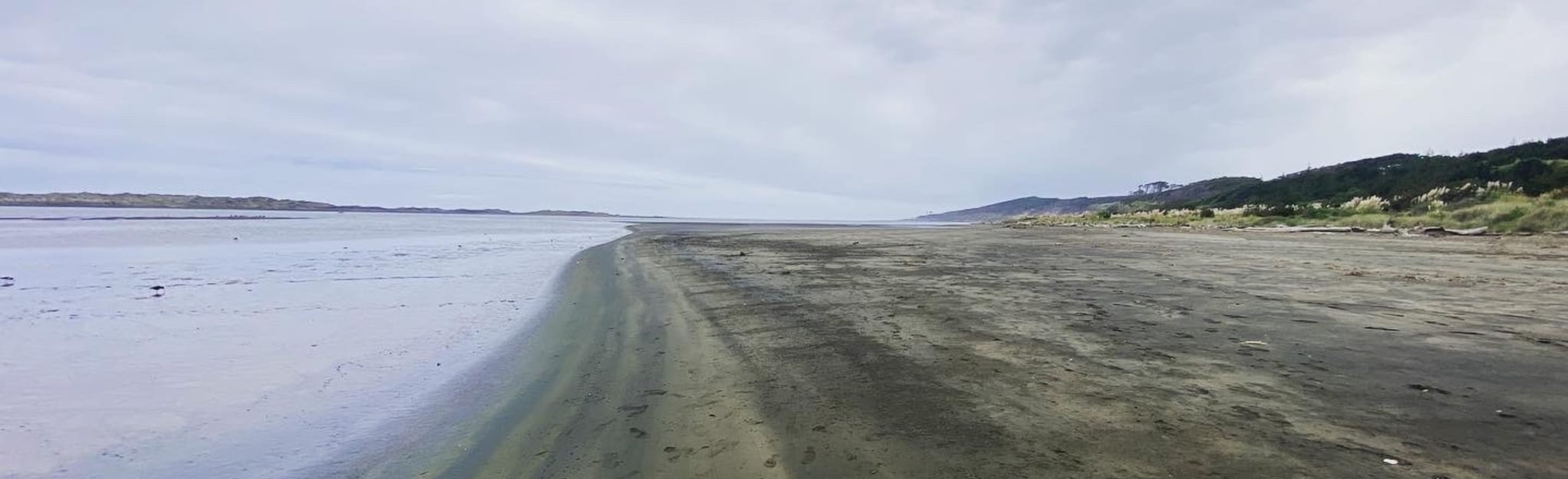 Waiuku Forest Loop Track: 88 Reviews, Map - Auckland, New Zealand ...