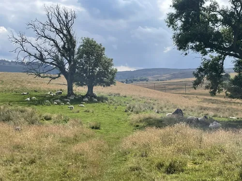 10 Best Trails, Walks, and Paths in Dunkeld | AllTrails