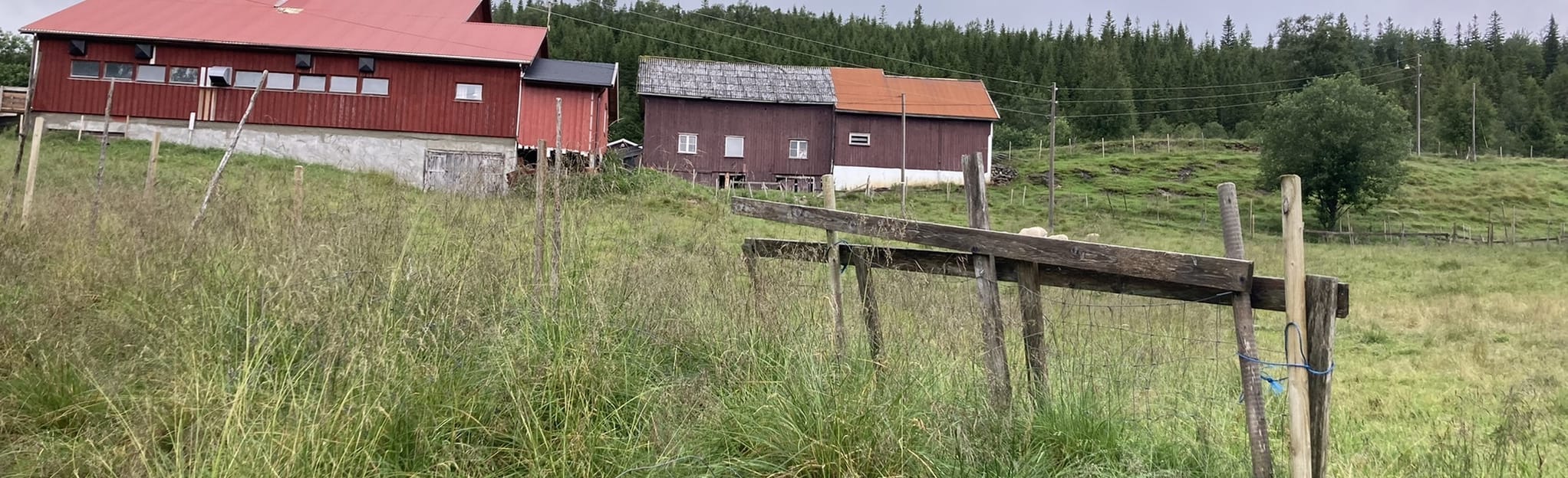 Skogset - Bursvikbotnet: 2 Fotos - Nordland, Norwegen | AllTrails