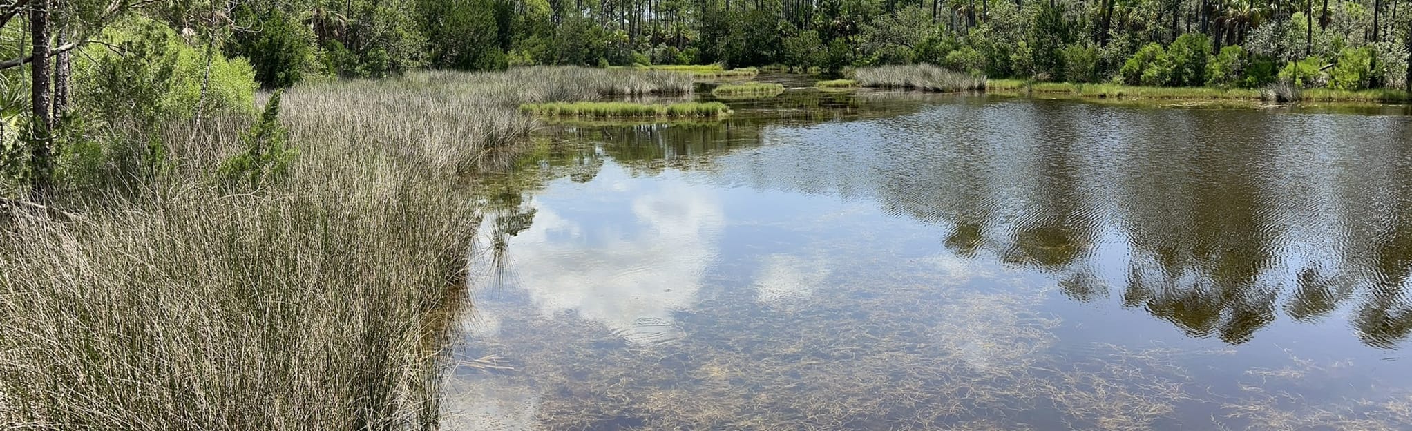 Dennis Creek Trail via Shell Mound Trail, Florida - 88 Reviews, Map ...