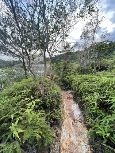 10 Best Hikes and Trails in Ayer Hitam Forest Reserve | AllTrails