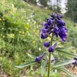 Junco Lake Loop, Colorado - 46 Reviews, Map | AllTrails