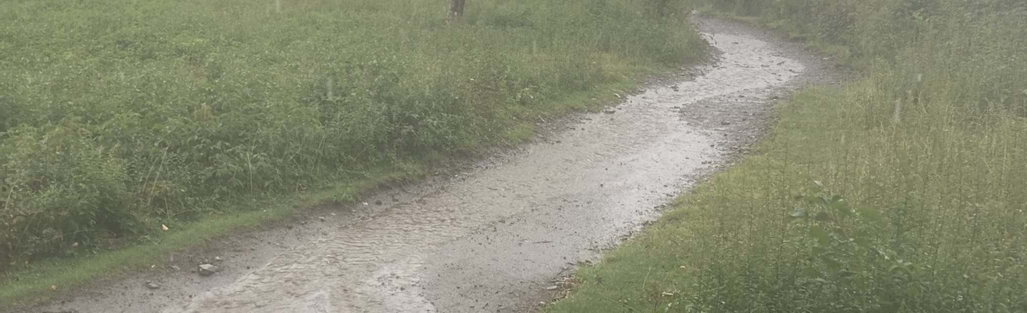 Grayson Highlands and Mount Rogers Loop - Virginia | AllTrails