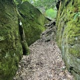 Tanbark Trail, Pennsylvania - 141 Reviews, Map | AllTrails