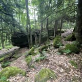Tanbark Trail, Pennsylvania - 141 Reviews, Map | AllTrails