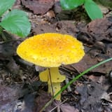 Fawn Lake Trail, New York - 240 Reviews, Map | AllTrails