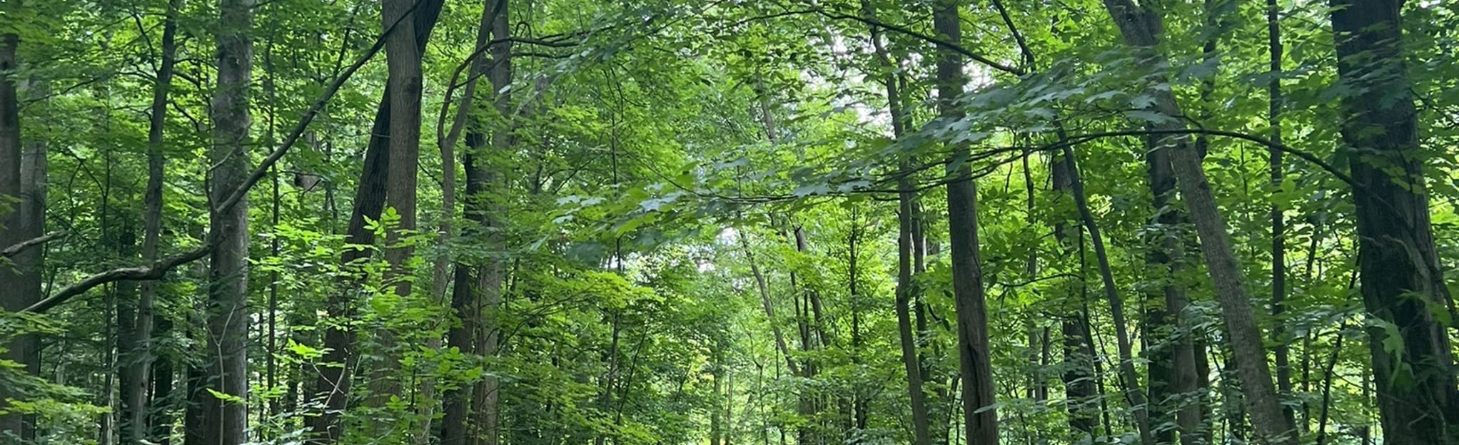 Wintergreen Gorge Trail: 423 Reviews, Map - Pennsylvania | AllTrails