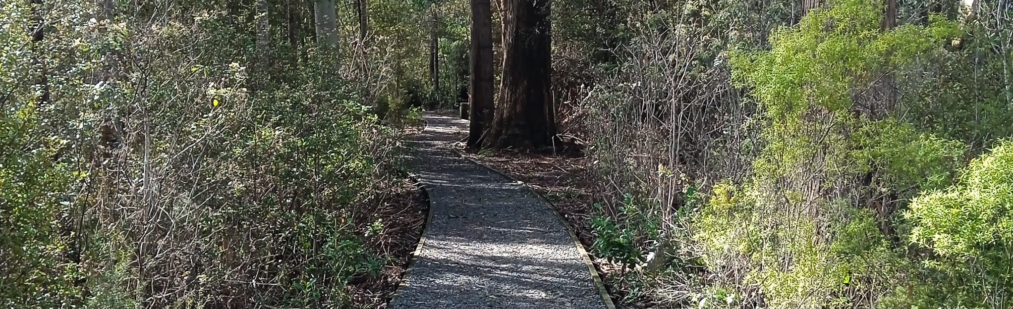 Millwater Path, Auckland, New Zealand - 4 Reviews, Map | AllTrails