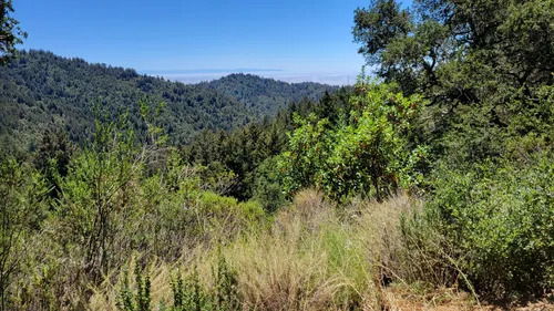 Best Hikes and Trails in Soquel Demonstration State Forest | AllTrails