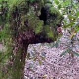 Jacks Knob Trail, Georgia - 165 Reviews, Map | AllTrails