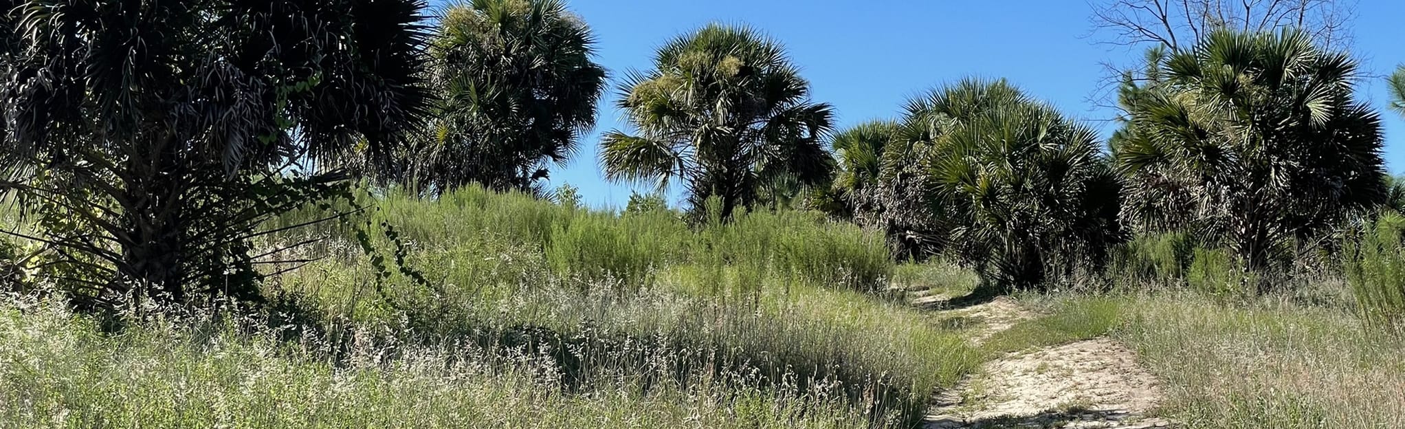 Ferndale Equestrian Trail: 28 Reviews, Map - Florida | AllTrails