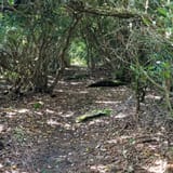 Jacks Knob Trail, Georgia - 165 Reviews, Map | AllTrails