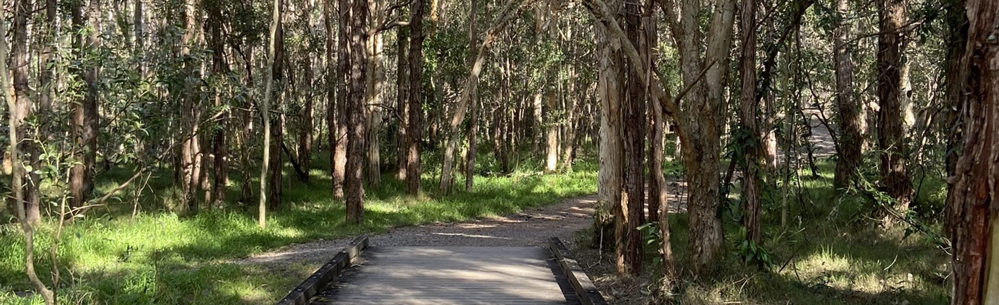 Seven Hills Bushland Reserve Gully Track Loop, Queensland, Australia ...