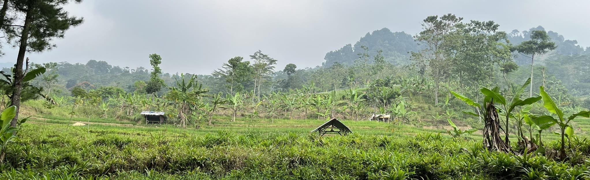 Padi Field - Pine Tree Hike, West Java, Indonesia - 4 Reviews, Map ...