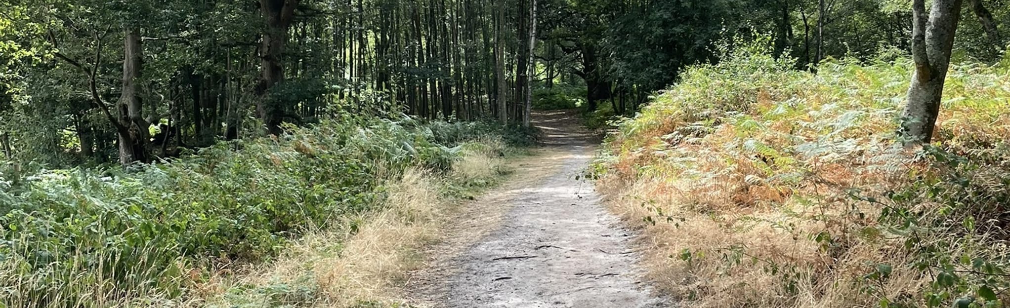 Abinger Roughs Circular, Surrey, England - 71 Reviews, Map | AllTrails