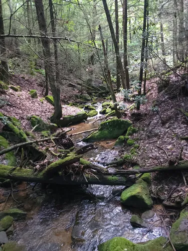 10 Best Trails and Hikes in Mill Run | AllTrails