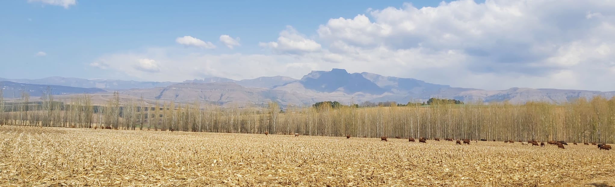 Mountain Splendour MTB race, Kwazulu-Natal, South Africa - Map, Guide ...