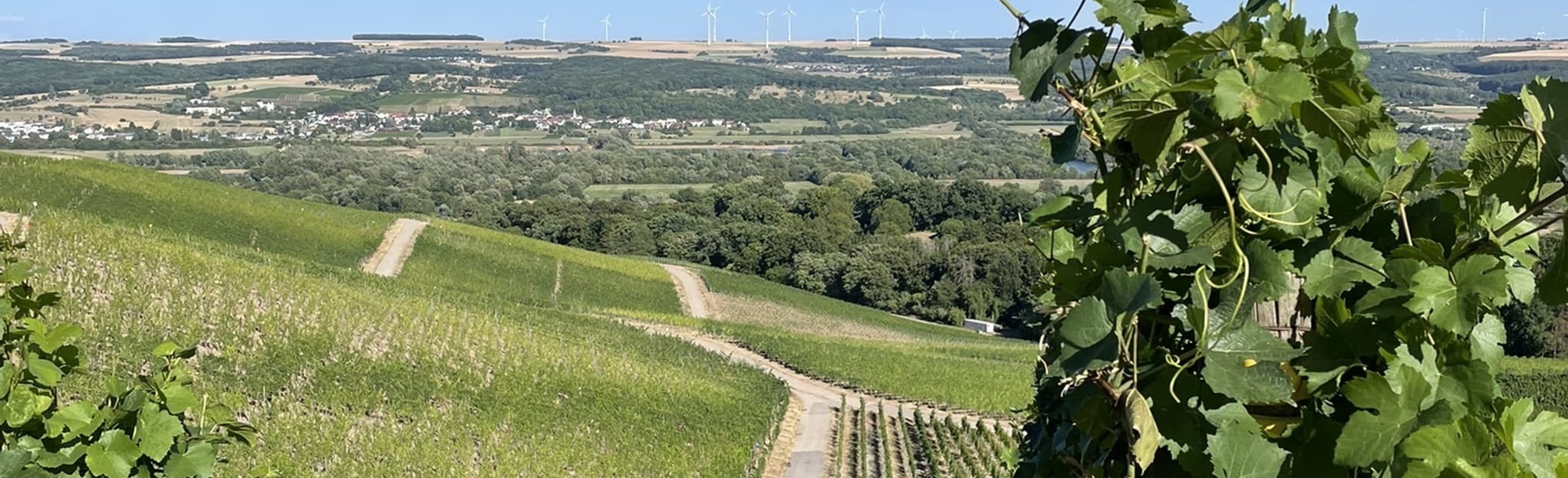 Wellenstein Scheuerberg, Remich, Luxembourg - 2 Reviews, Map | AllTrails