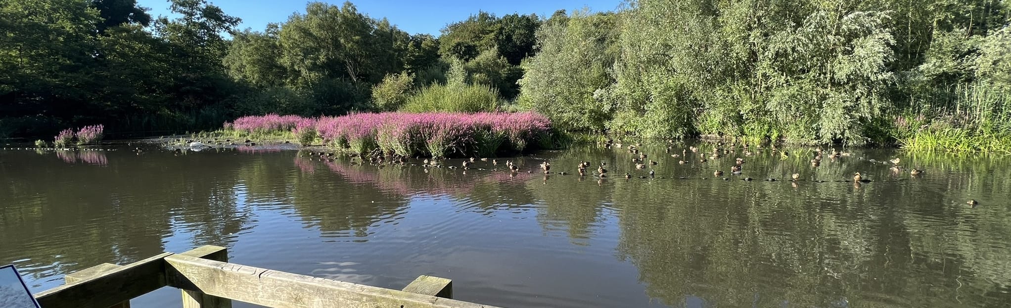 Worsley Circular: 26 Reviews, Map - Greater Manchester, England | AllTrails