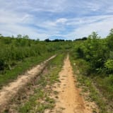 Assunpink Wildlife Management Area Trails, New Jersey - 205 Reviews ...