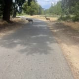 American River Bike Trail (Jedediah Smith Memorial Trail), California ...
