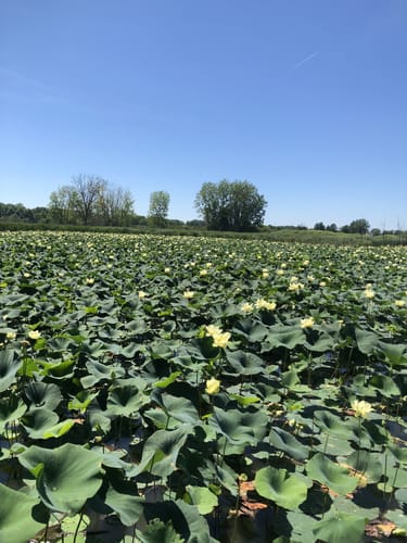 Best Hikes and Trails in River Raisin National Battlefield Park | AllTrails