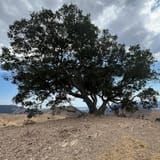 Poly Canyon Loop Trail, California - 511 Reviews, Map | AllTrails