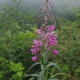 Lost Lake via Primrose Trail, Alaska - 252 Reviews, Map | AllTrails