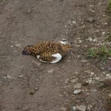 Lost Lake via Primrose Trail, Alaska - 252 Reviews, Map | AllTrails