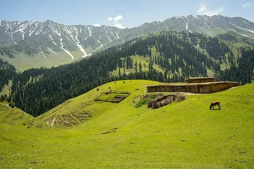 2023 Best Wild Flowers Trails in Banihal | AllTrails