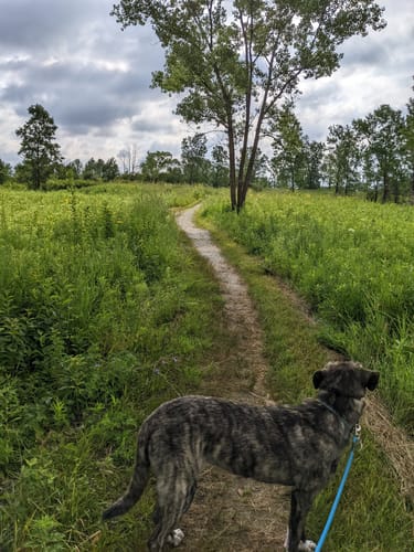 Best Hikes and Trails in Grobschmidt Park | AllTrails