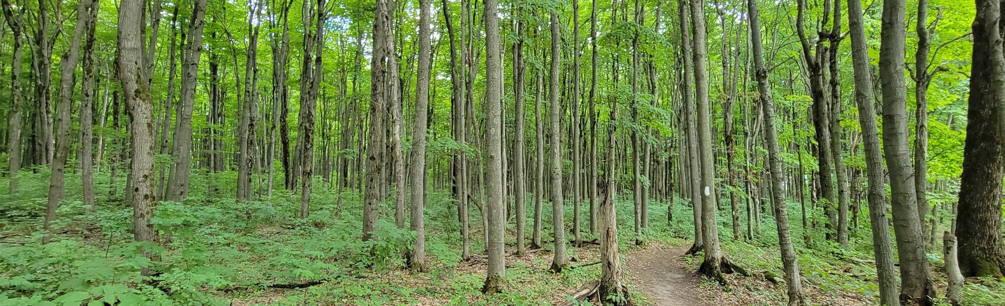 Bruce Trail: Blue Mountains (Country Road 91 - Grey Road 19) | Map ...