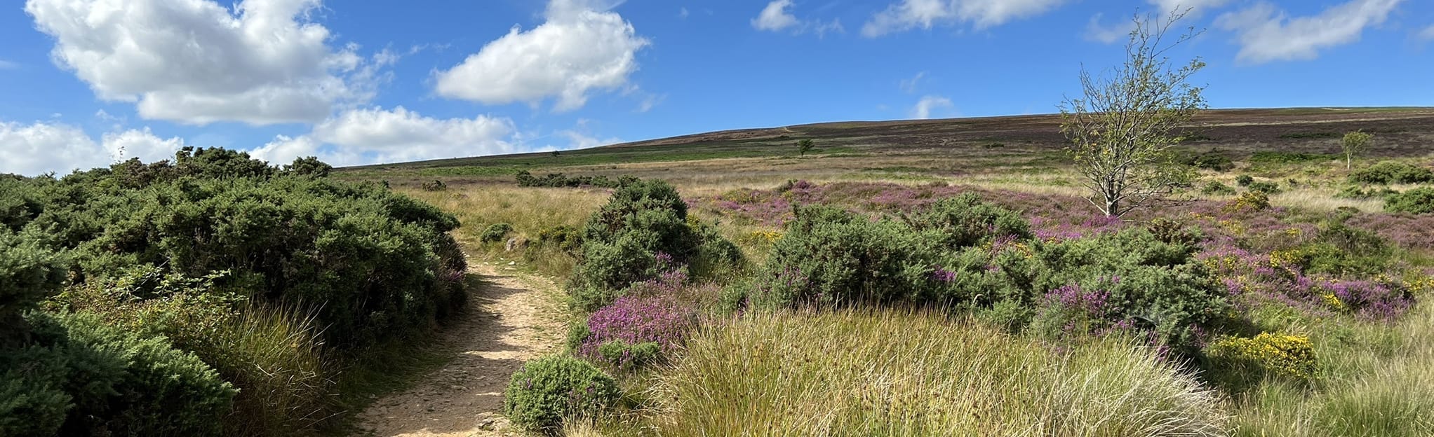 Dunkery Beacon Circular: 87 Reviews, Map - Somerset, England | AllTrails