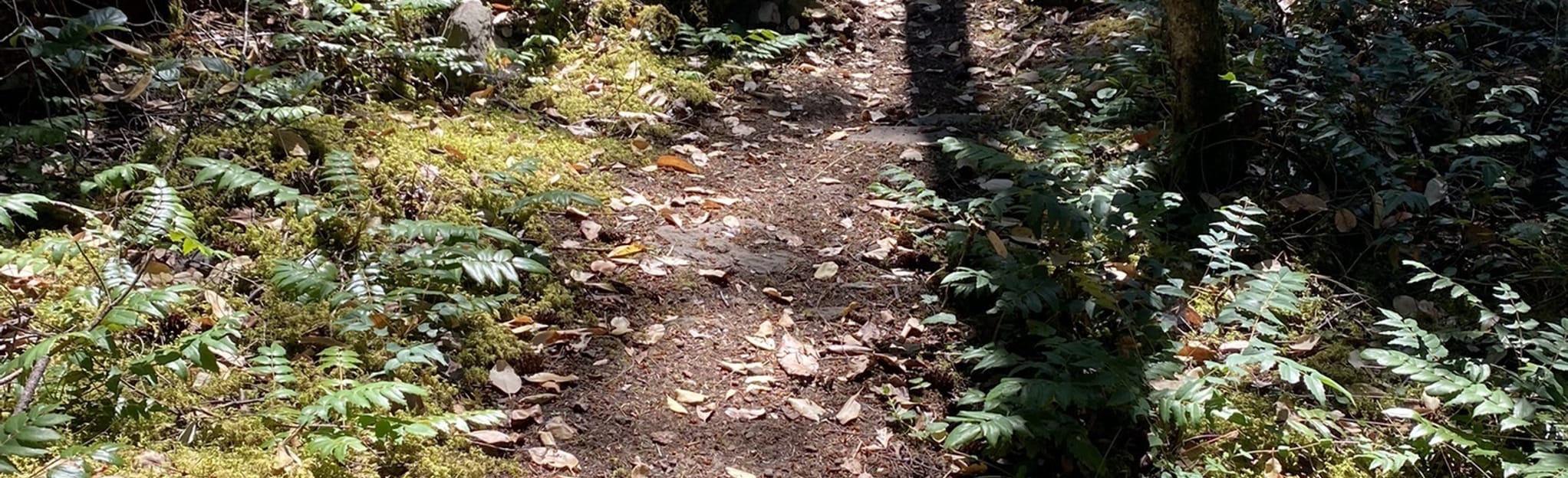 Fairy Slipper Loop: 11 Reviews, Map - British Columbia, Canada | AllTrails