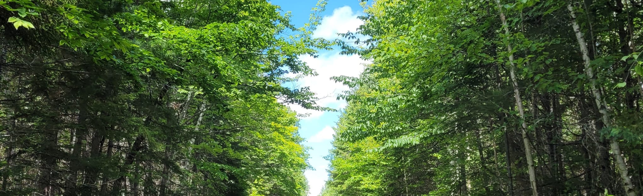 Woodlot Loop, New Brunswick, Canada - 52 Reviews, Map | AllTrails