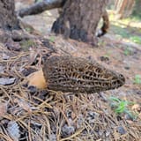 Isberg Trail and Joe Crane Loop, California - 13 Reviews, Map | AllTrails