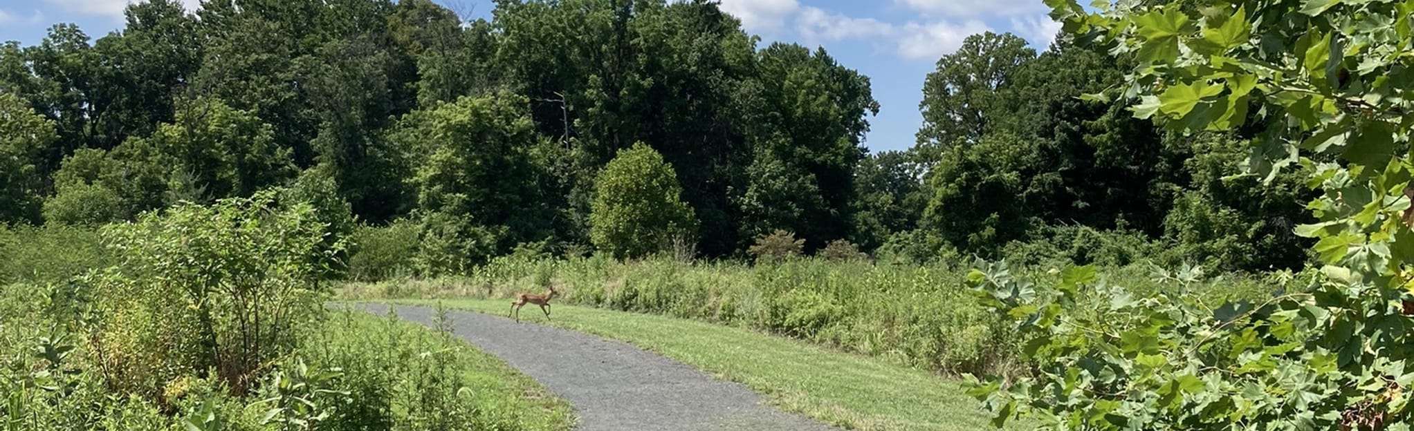 Benjamin Rush State Park Trail: 189 foto's - Pennsylvania | AllTrails