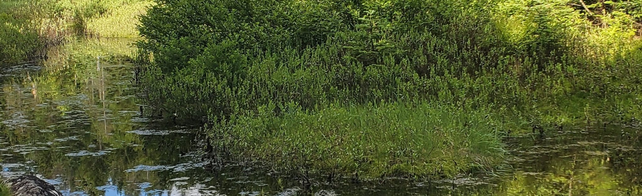 Lake Colden to Mount Marshall Loop: 28 Reviews, Map - New York | AllTrails