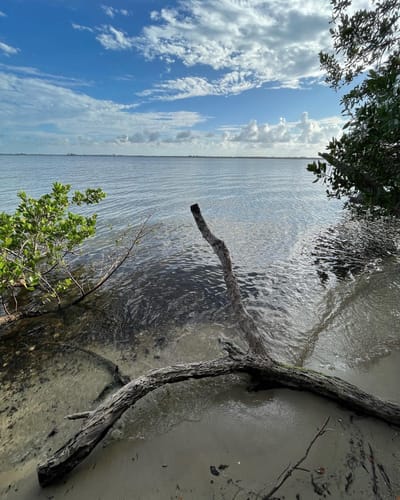 Best Hikes and Trails in Coconut Point Sanctuary | AllTrails