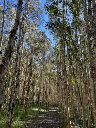 Best Hikes and Trails in Lake Weyba Bushland Reserve Network | AllTrails