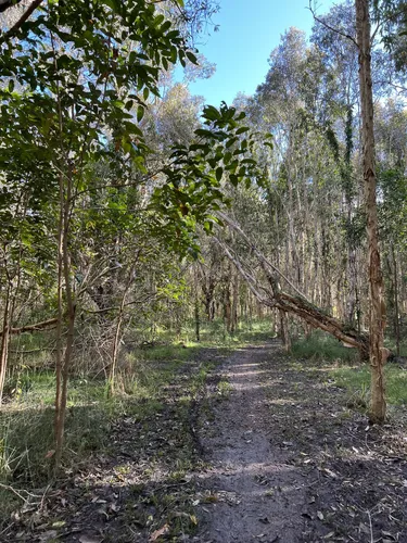 Best Hikes and Trails in Lake Weyba Bushland Reserve Network | AllTrails
