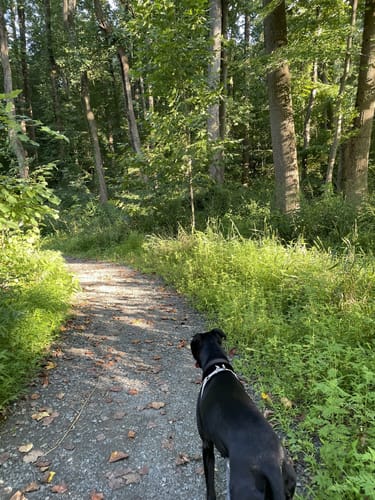 Best Hikes and Trails in Nottoway Park | AllTrails