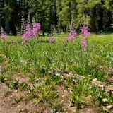 Meiss and Round Lake via Tahoe Rim Trail, California - 64 Reviews, Map ...