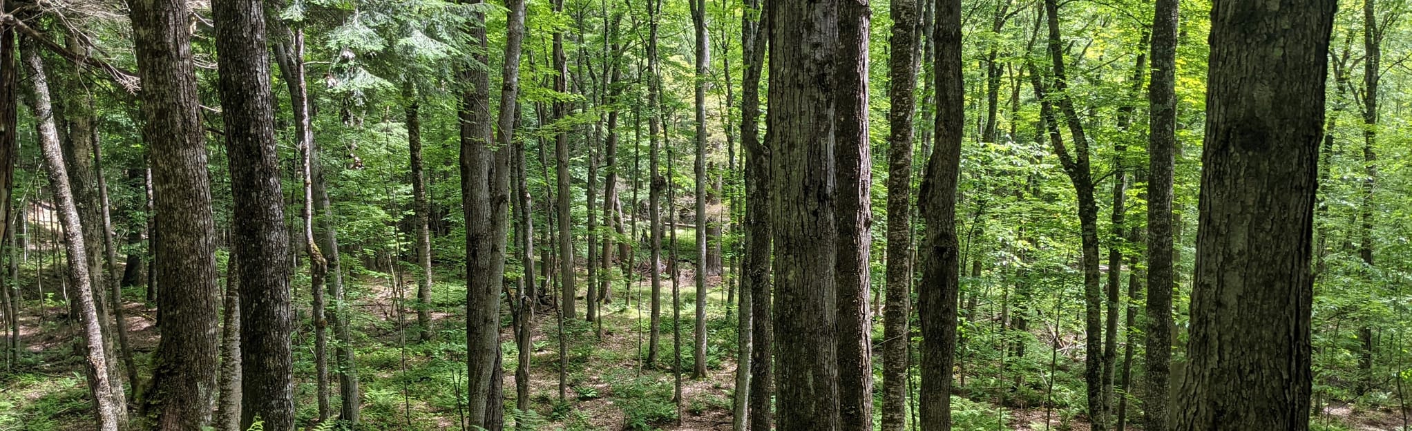 AllTrails | North Country Trail: Bob Lake to Sturgeon River: 3 Reviews ...