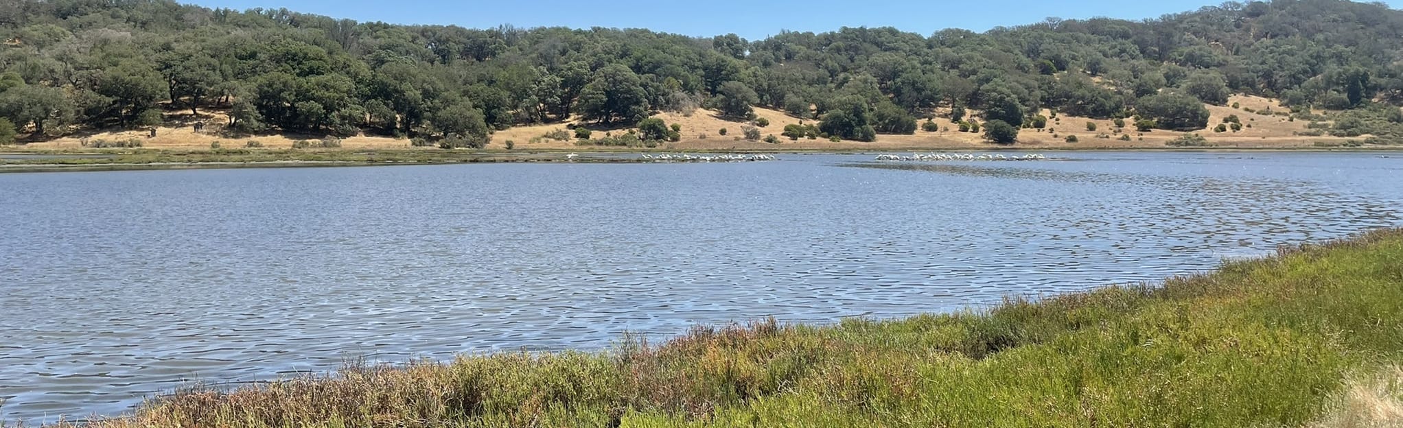 Pinheiro, Rush Creek, Bahia, and North Levee Loop - California | AllTrails