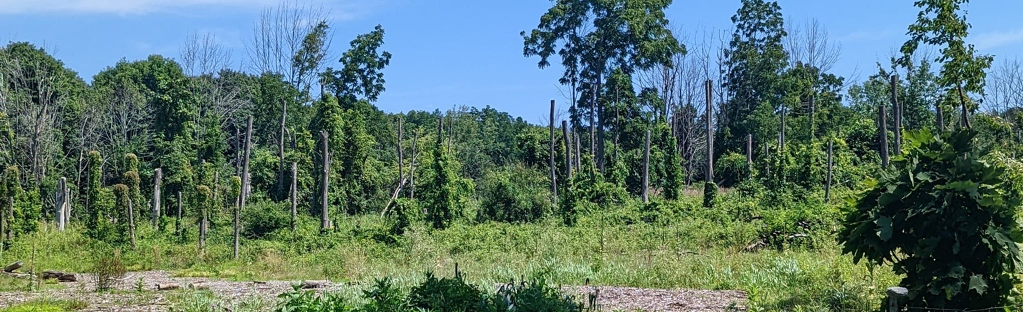 The Square Nature Trail, New York - 93 Reviews, Map | AllTrails