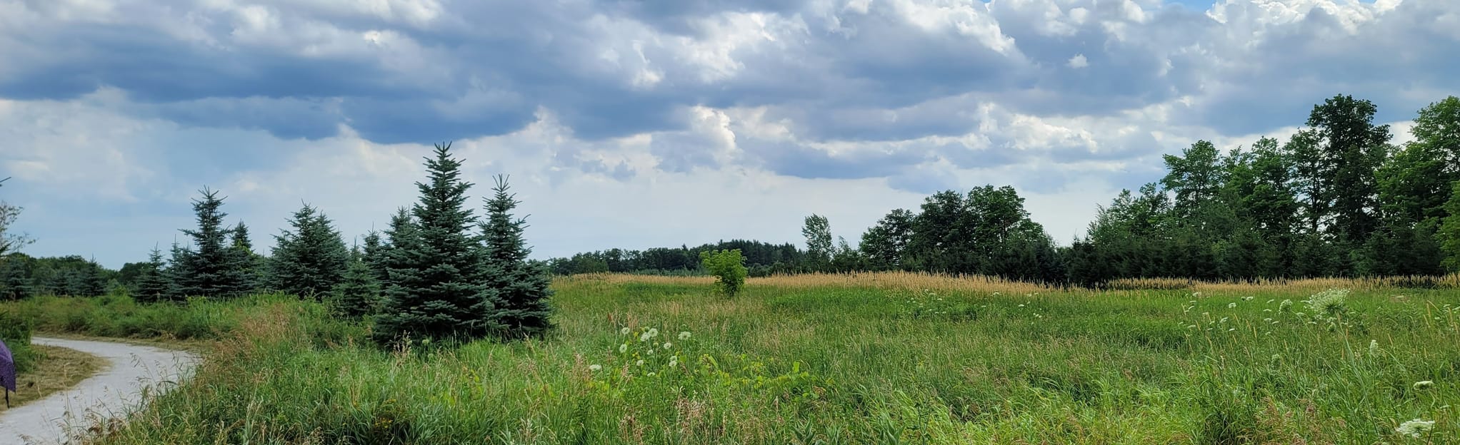 Grovewood Park Section Trail, Ontario, Canada - 46 Reviews, Map | AllTrails