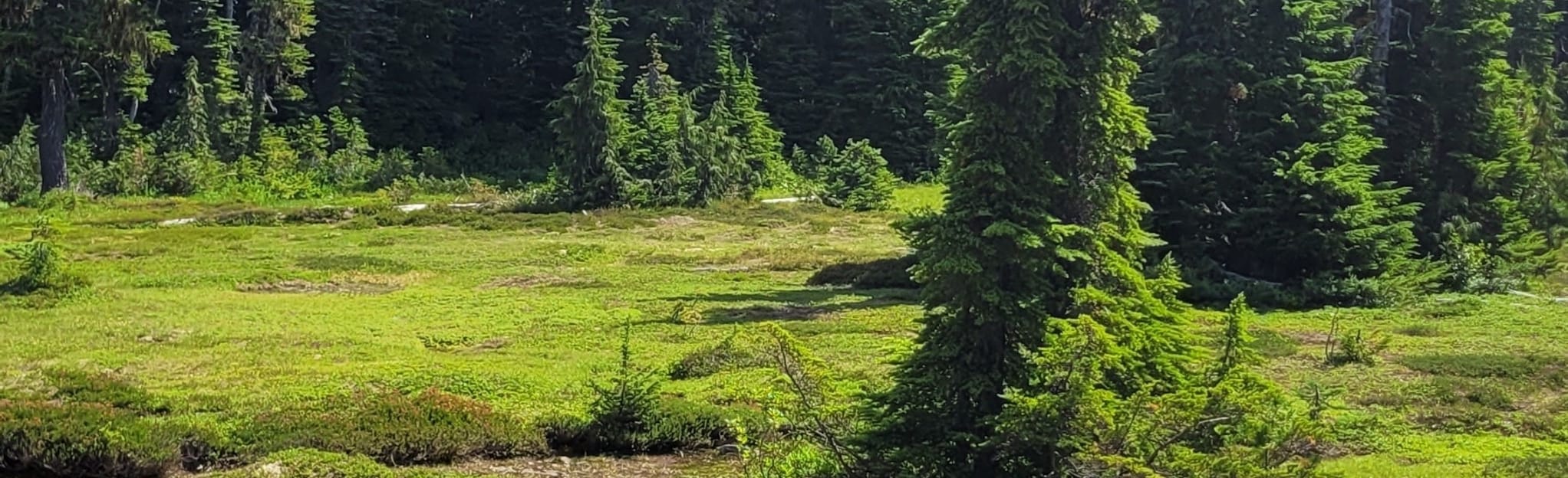 Finger Trail, British Columbia, Canada - 28 Reviews, Map | AllTrails