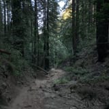 Tres Sendas Trail, California - 276 Reviews, Map | AllTrails